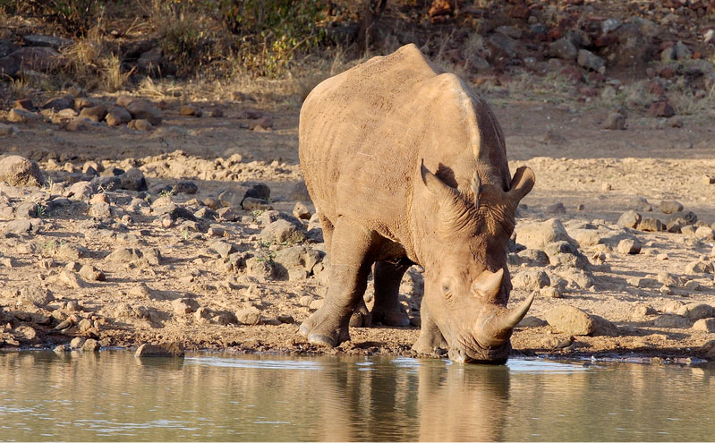 Makuya Nature Reserve | South African History Online