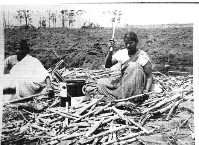 Labouring under the Law: Exploring the Agency of Indian Women under ...