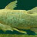 coelacanth-preserved.jpg | South African History Online