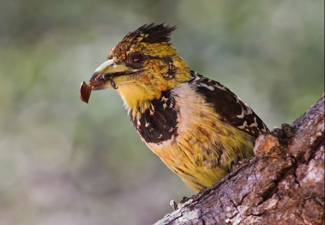 Polokwane Bird and Reptile Park | South African History Online