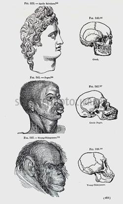 Grade 11 - What were the consequences when pseudo-scientific ideas of ...