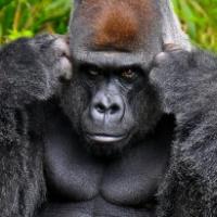 Max the gorilla is shot | South African History Online