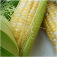 South African GMO Act implemented | South African History Online